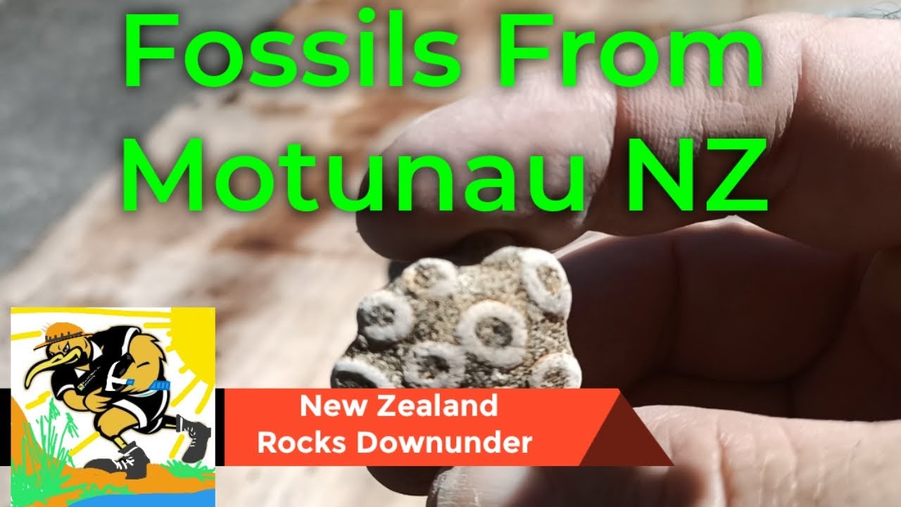 Fossick For Fossils At Motunau - YouTube