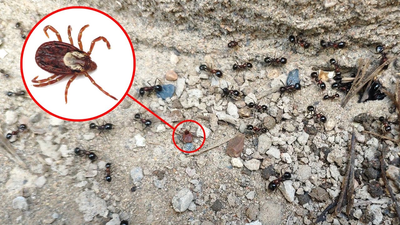 A tick ran into dangerous ants - YouTube