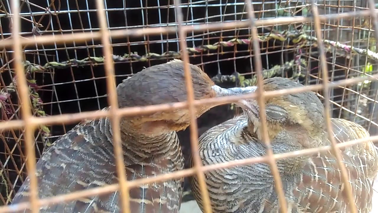 Grey francolin Love Bird||Lovely Kamuju pittalu - YouTube
