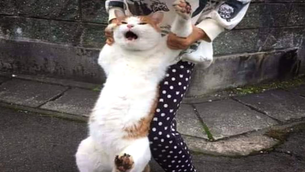 Angry cats compilation - YouTube