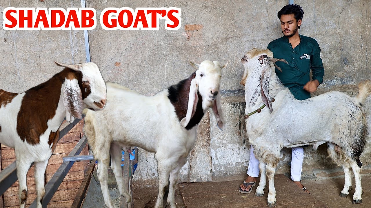 kota Ke Bakre Open Price Main At Shadab Goat’s - YouTube