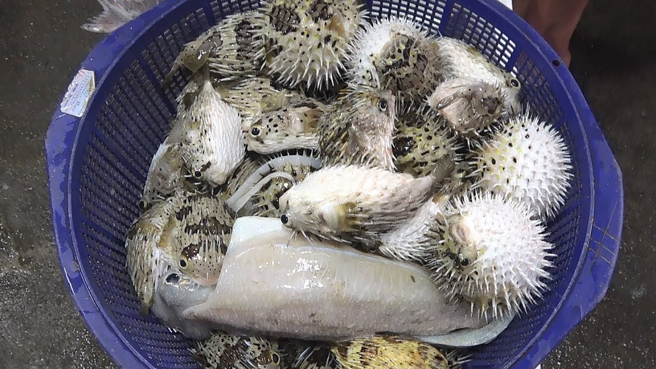 Mastering the Art of Cutting Live Sea Creatures: Pufferfish, Cuttlefish ...