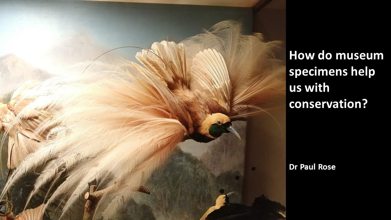 How do museum specimens help us with conservation? - YouTube