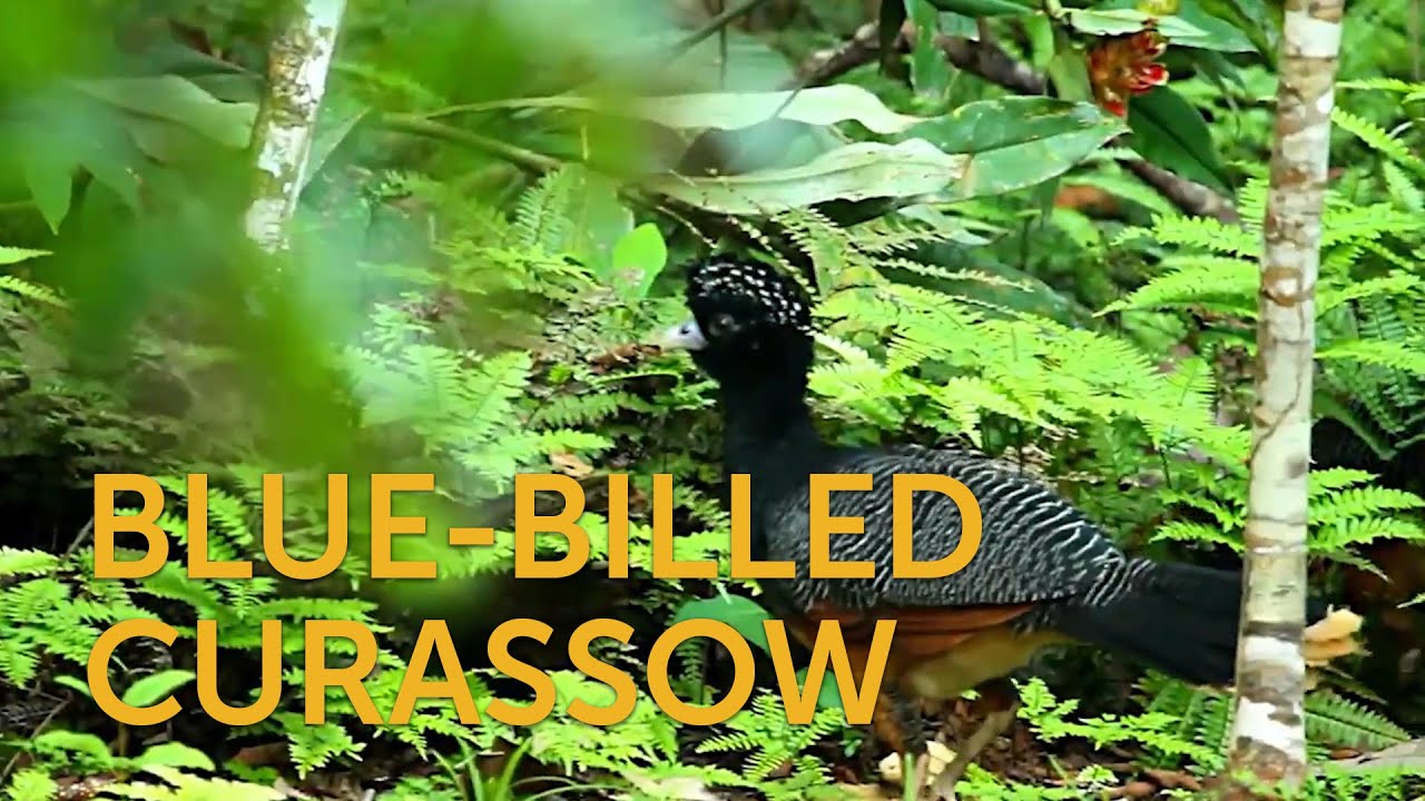 Blue-billed Curassow - YouTube