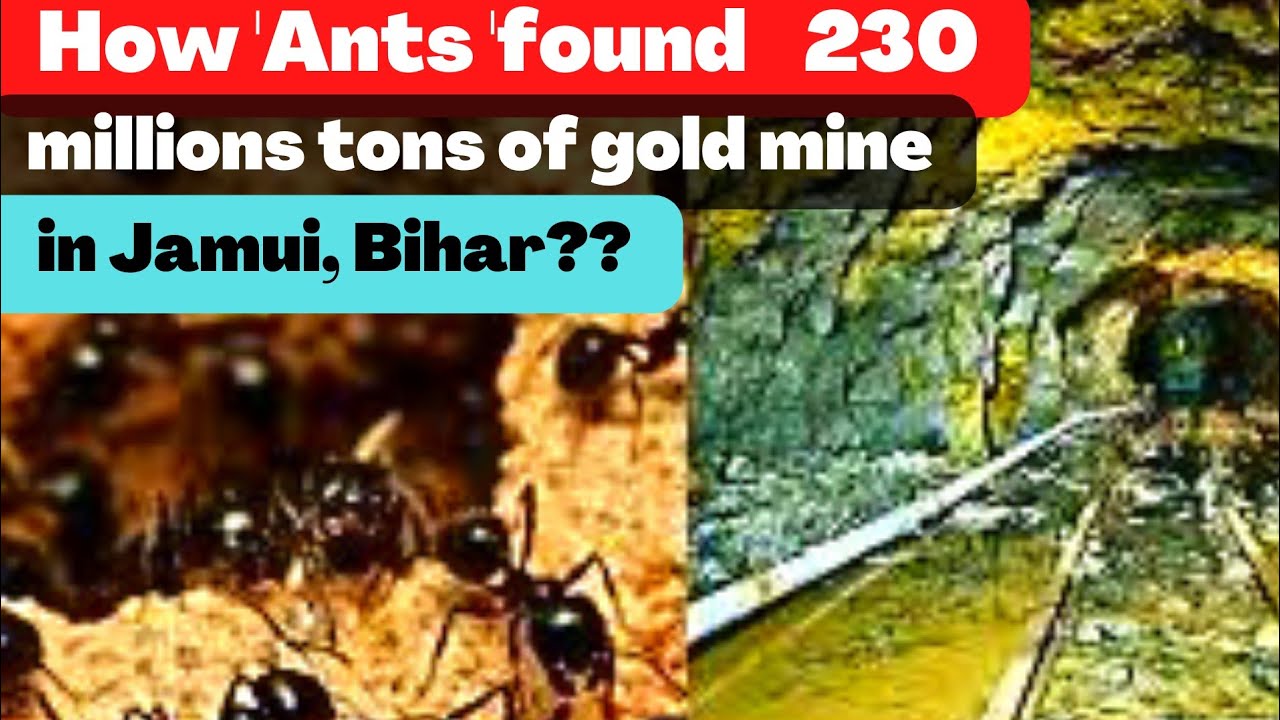 'Ants' found 230 million tons of gold mine in Jamui ,Bihar !! - YouTube
