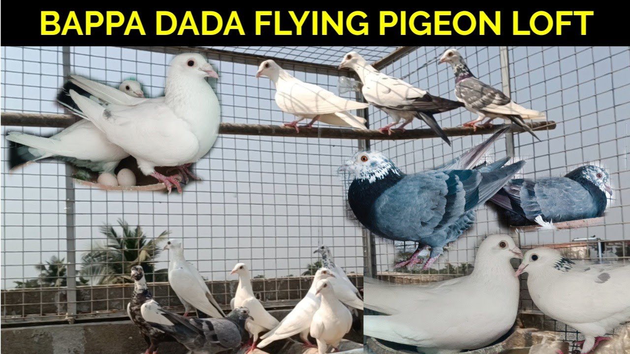 BAPPA DADAR FLYING PIGEON LOFT SHOKH KORUN - YouTube