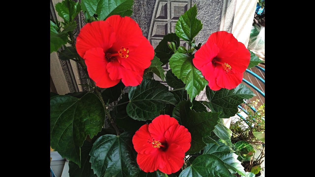 জবা ফুল গাছের ডাল থেকে গাছ তৈরি ও ফুল আসার পরিচর্যা || Caring for jaba ...