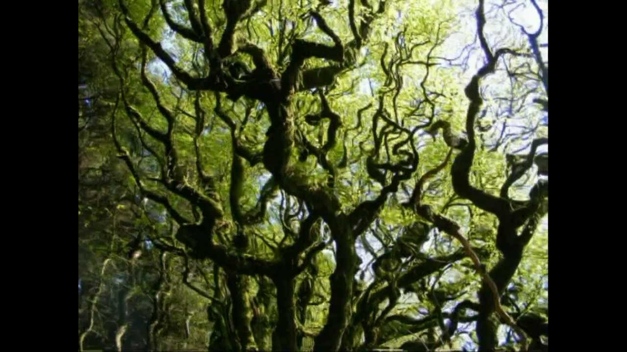 Energetic Super Nature 1 Human energy field. Part 2 - YouTube