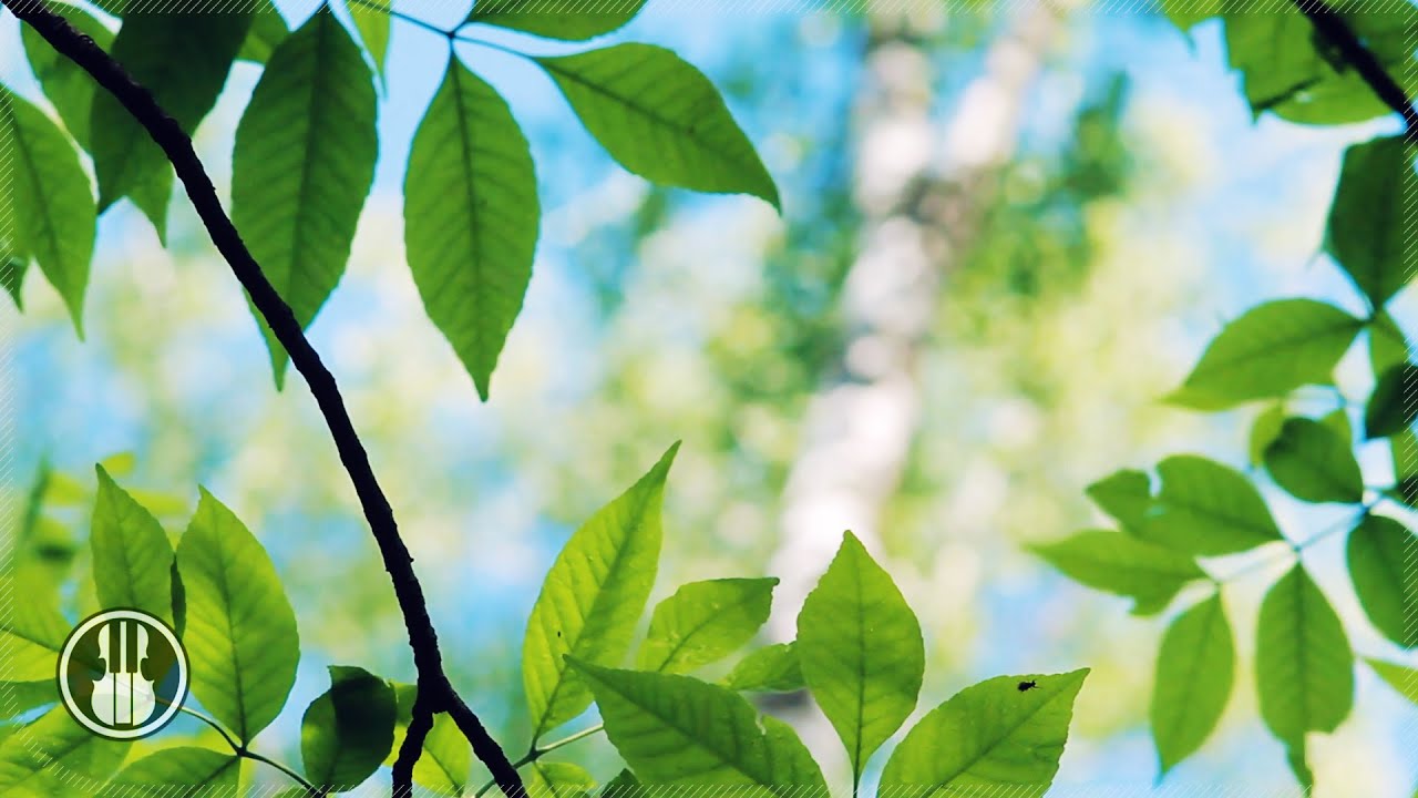 Spring Forest Sounds and Relaxing Bird Singing for Sleeping - 6 hours ...