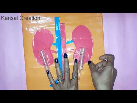 Kidney Working Model/Excretory System project for school Exhibition ...