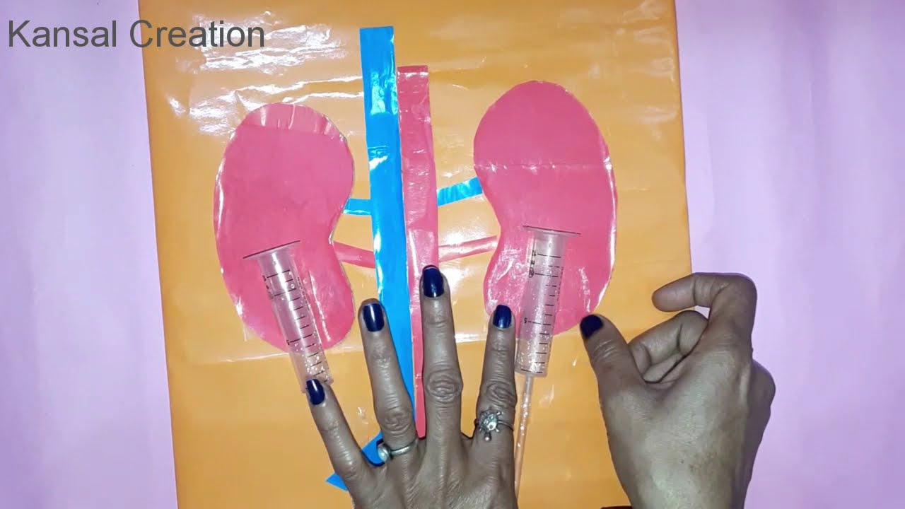 Kidney Working Model/Excretory System project for school Exhibition ...