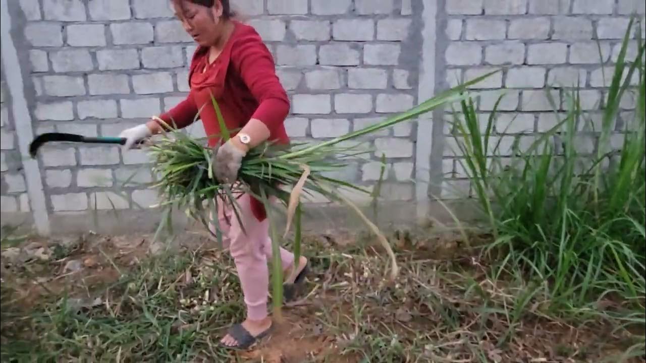 Kuv tus me niam tsev wb mus de zaub nyuj thiab pub npuam os - YouTube