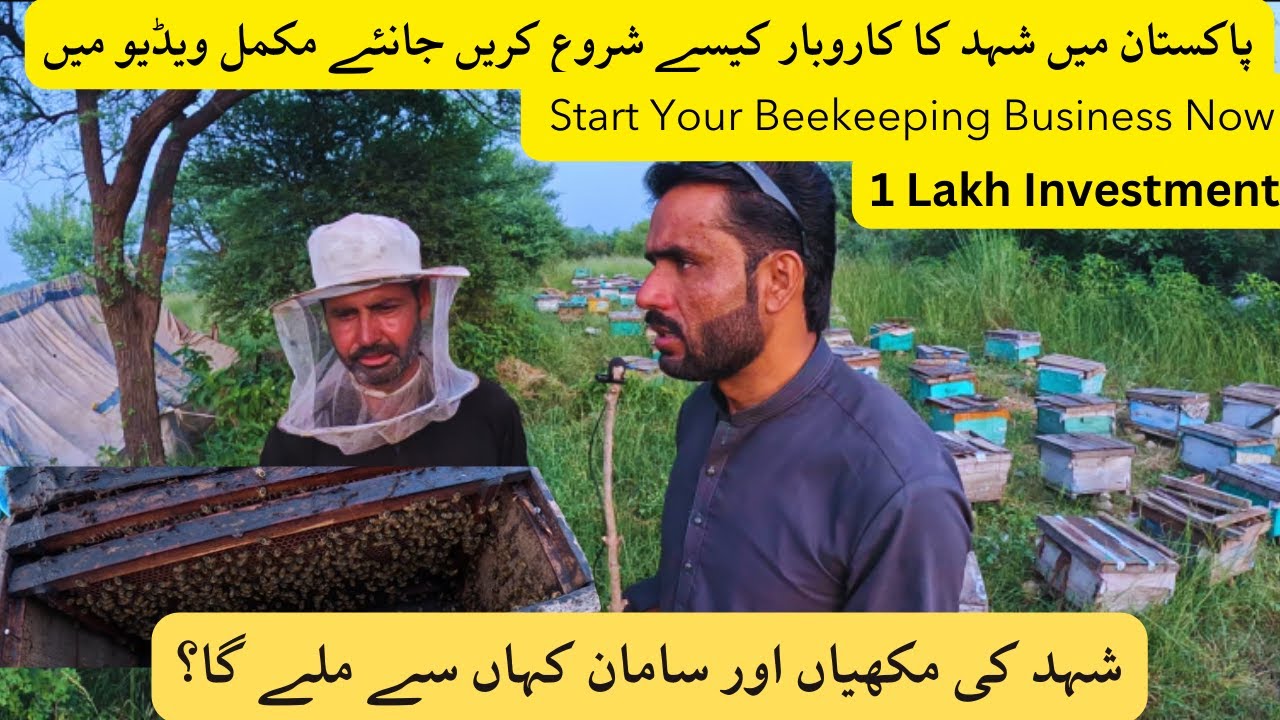 honey bee farming in Pakistan | honey Farming | Bee keeping | honey ...