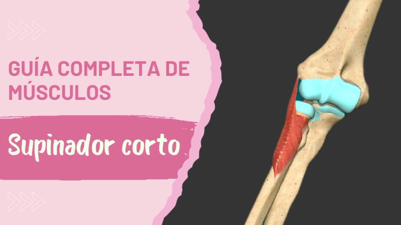 Supinador corto - PRUEBA MUSCULAR - YouTube