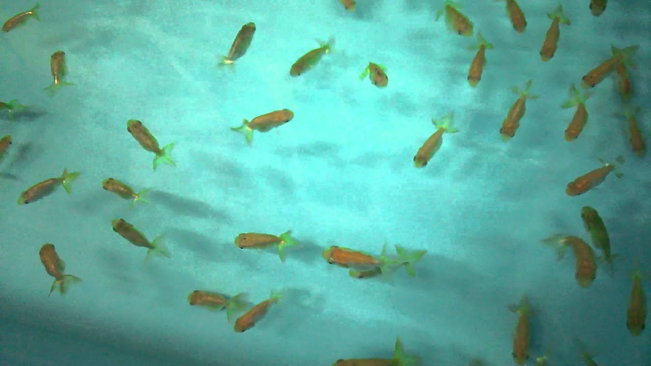 Japanese Goldfish "Ranchu" fry らんちゅう - YouTube