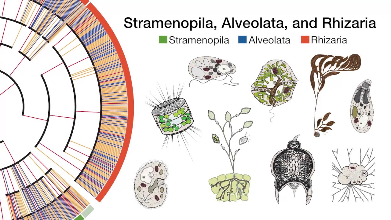 BioEssays: Microbial Diversity in the Eukaryotic SAR Clade - YouTube