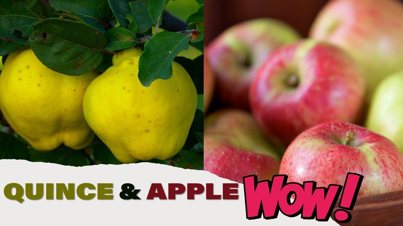 Baked Quince & Apple - YouTube