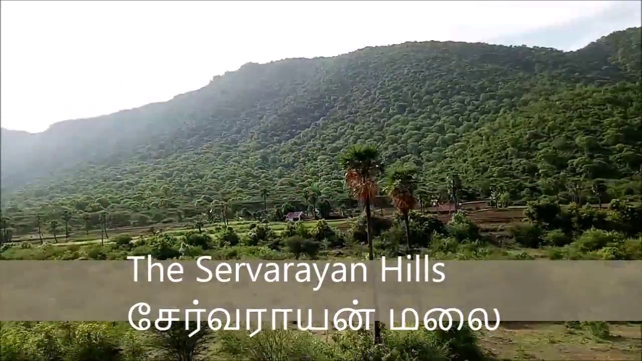 Rayappa kasi Shevaroy Hills, Eastern Ghats, Salem, India - YouTube