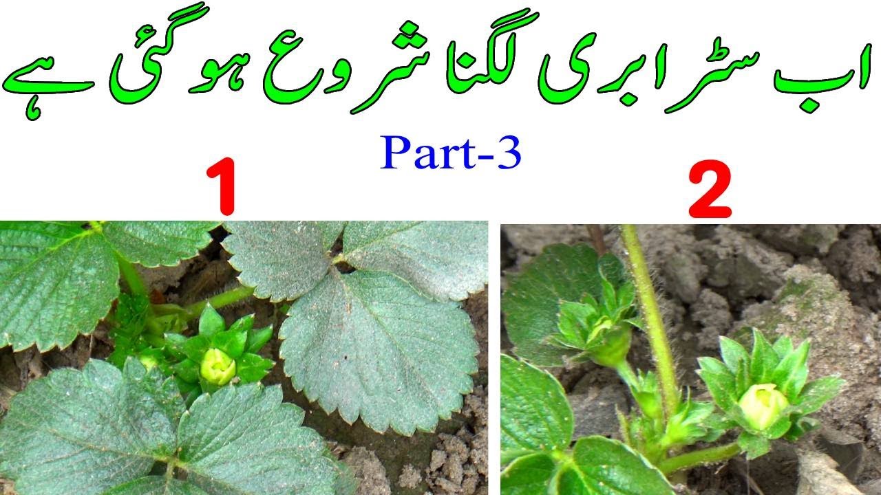 Unlocking the Secrets: Growing Strawberries from Roots Part-3 - YouTube