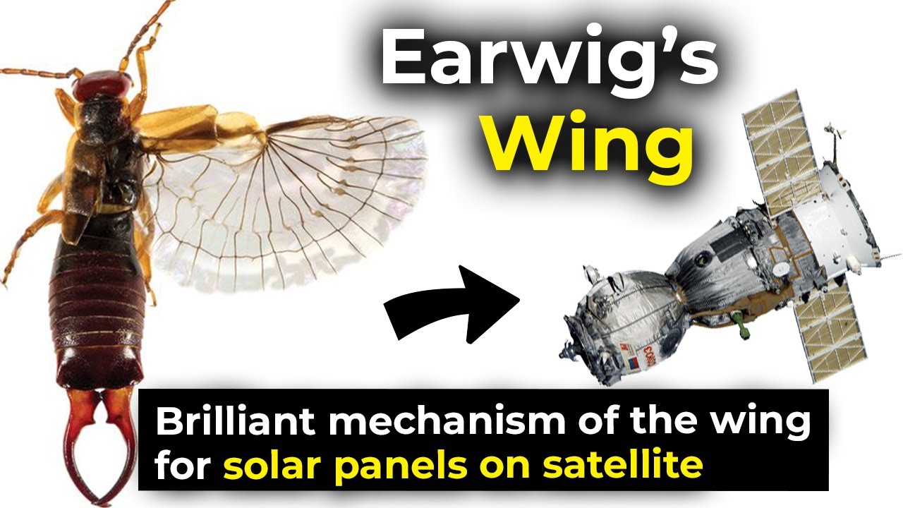 Earwig's amazing wing | Brilliant mechanism of the wing for solar ...