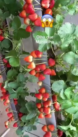 Como Plantar MORANGO em Horta Suspensa com CANO de pvc #morango # ...