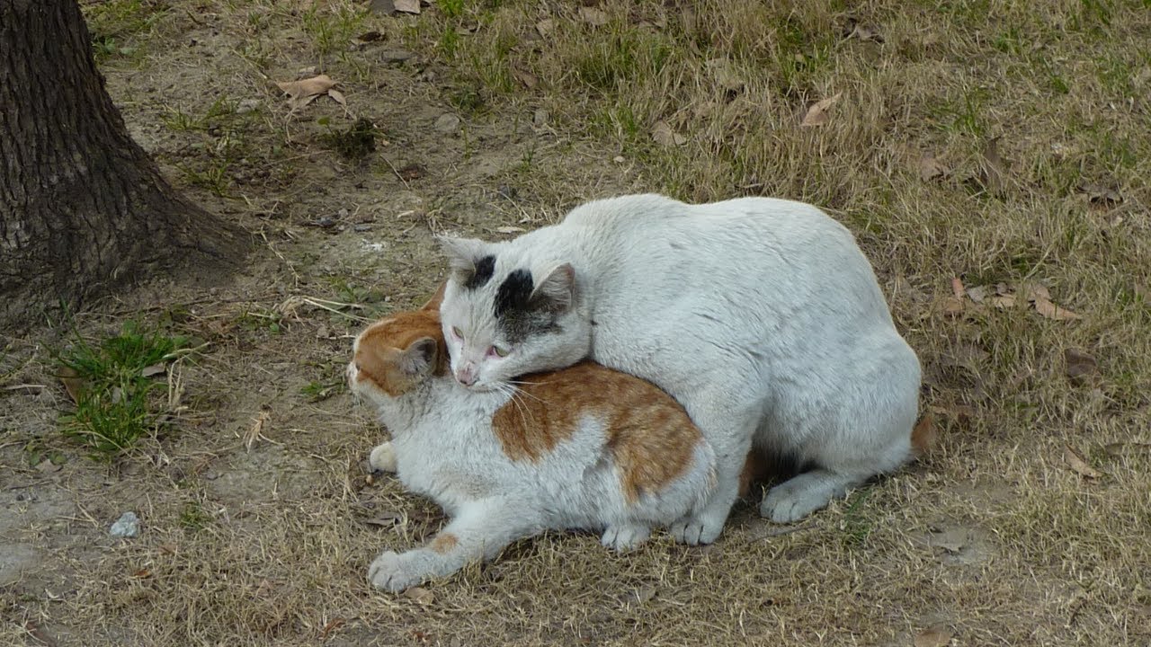 🔥CAT MATING SECRETS: Uncovered Behavior and Tips You NEED to Know!😻 # ...