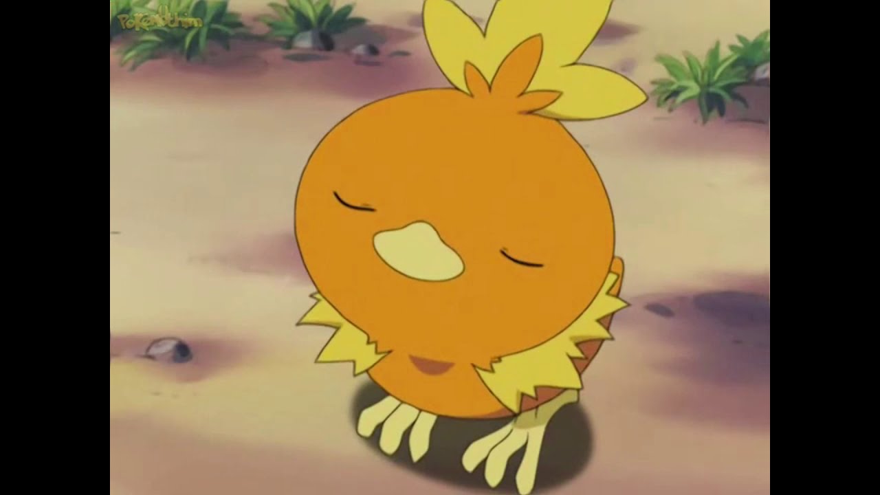 "Tor... chic! Tor.... chic, chic, chic, chic, chic, chic. Torchic ...