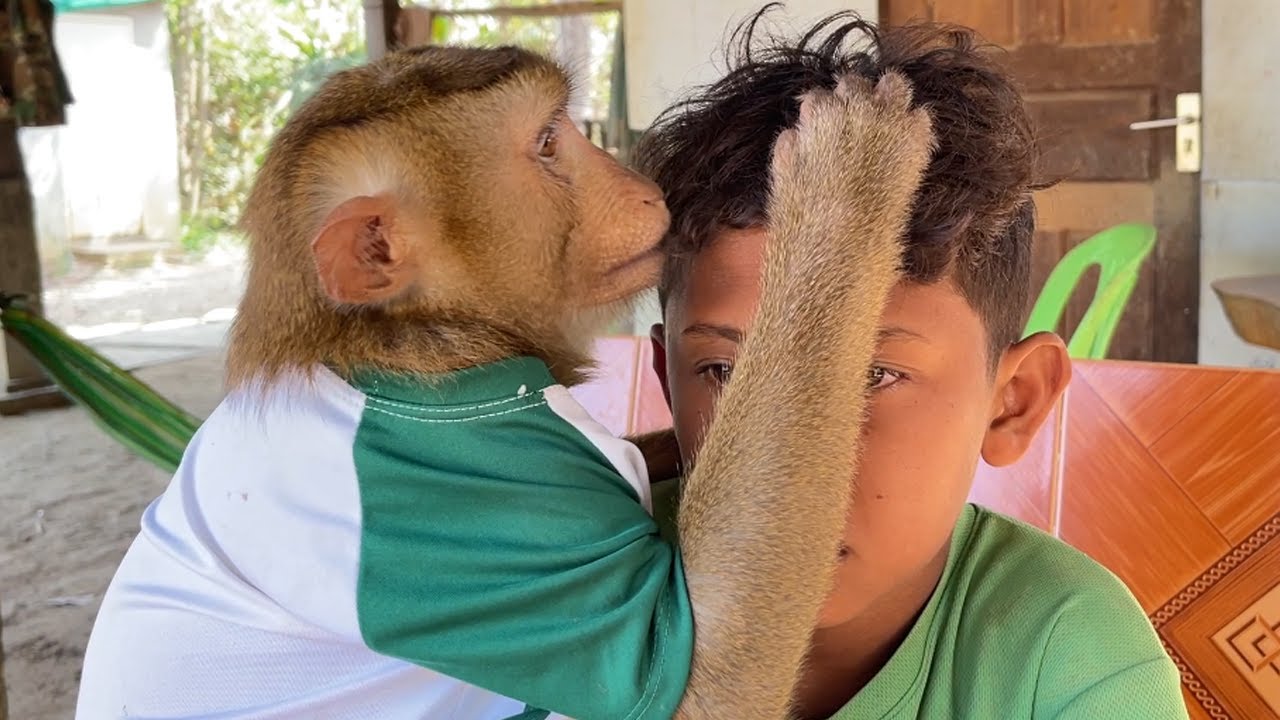 Monkey Tin Grooming & Removes Dandruff From Brother Head - YouTube