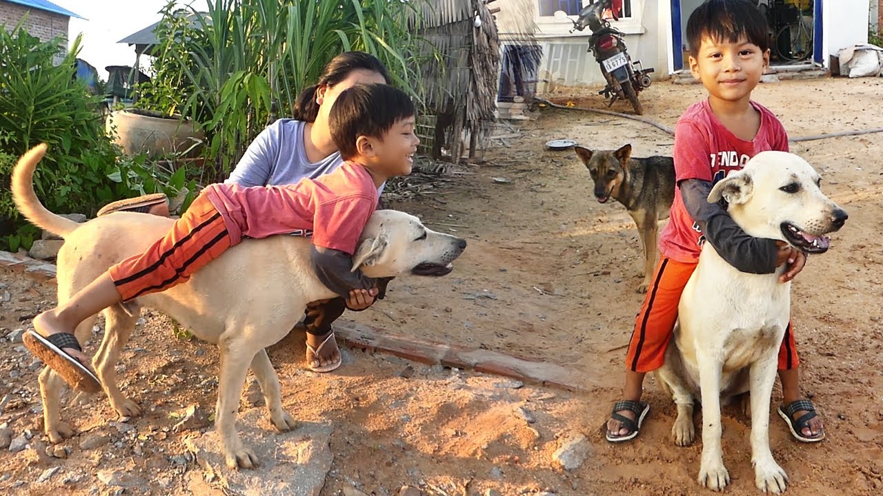 Nature Show || Amazing and lovely dogs become a a lovely family - YouTube