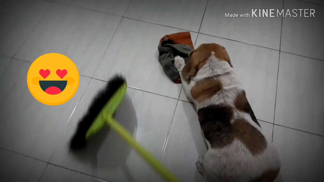 Dog Mopping the Floor ? | Introducing Our Family Member , Ndutsy the ...