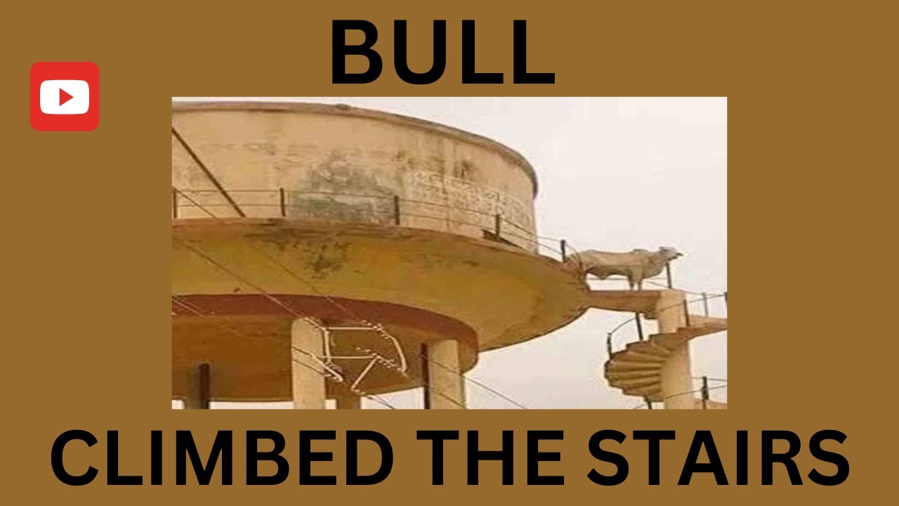 Bulls are back with force - YouTube