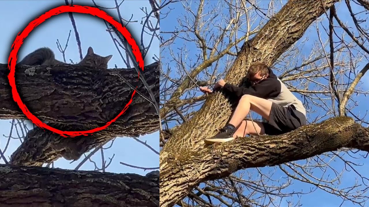 Move Over Cat! Teen Gets Stuck in Tree - YouTube