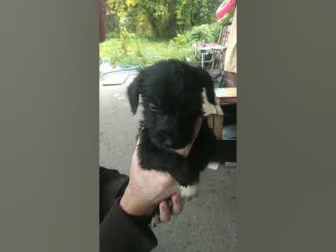 УЛЬКА ПУЛЬКА СУКА - YouTube