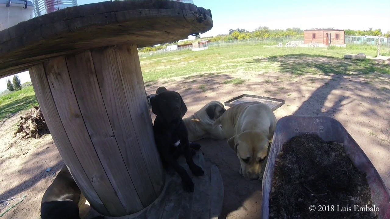 Farm dogs doing dog stuff - YouTube