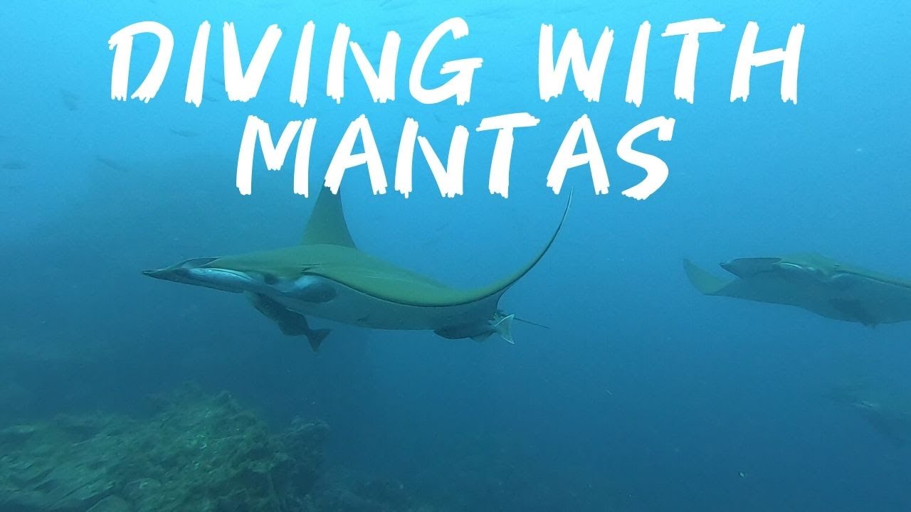 AZORES #13 - DIVING WITH MANTAS IN SANTA MARIA | HALIOTIS DIVE CENTER ...