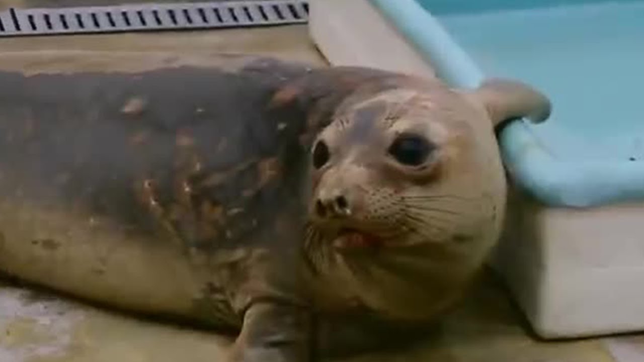 Taking Seal Blood Samples | Vets in the Wild West | BBC Earth - YouTube