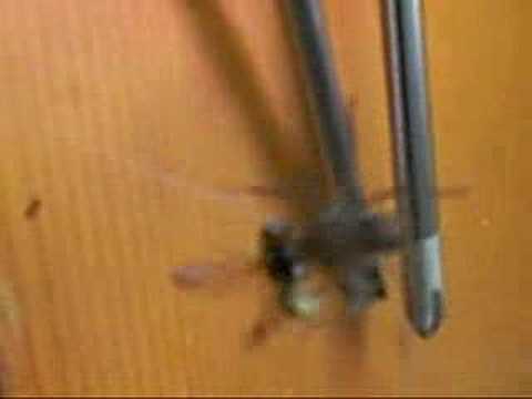 Guêpe Tueuse VS Araignée - YouTube