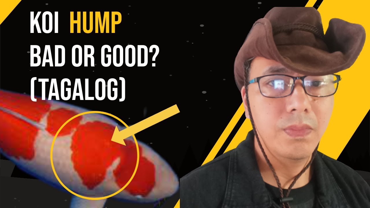 koi body shape Koi Hump Good or Bad? Koi Body Shape (Tagalog) - YouTube