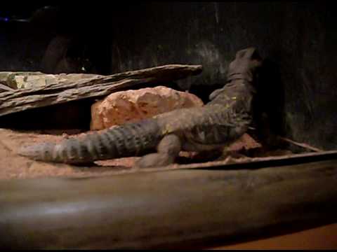 museum wrinkly lizard - YouTube