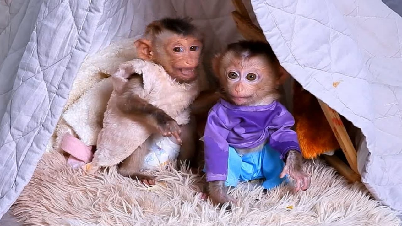 Wow Lovely Vicky and Charly They are both happy to play in the warm ...