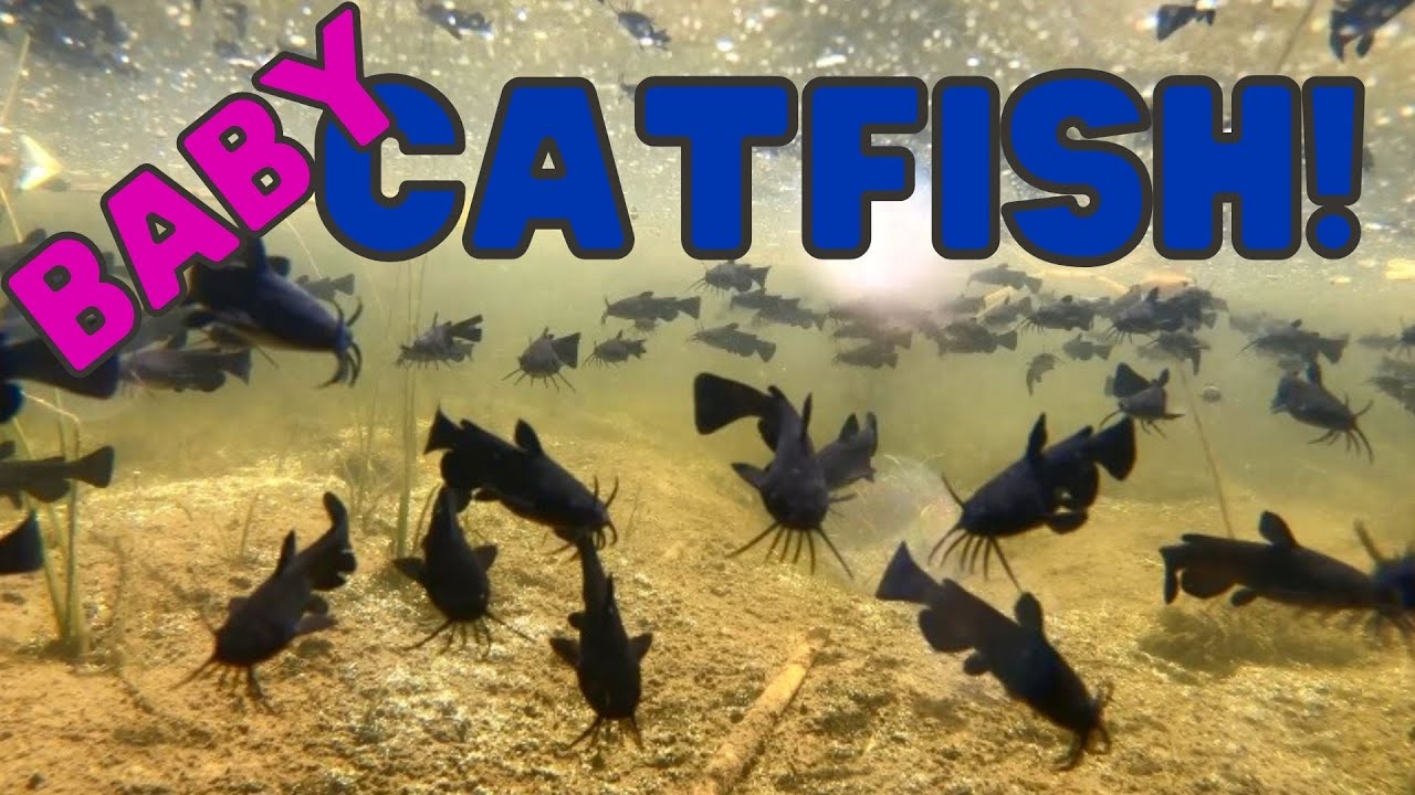 Baby Catfish! - Hundreds of Them! - Tiny Black Bullheads - YouTube