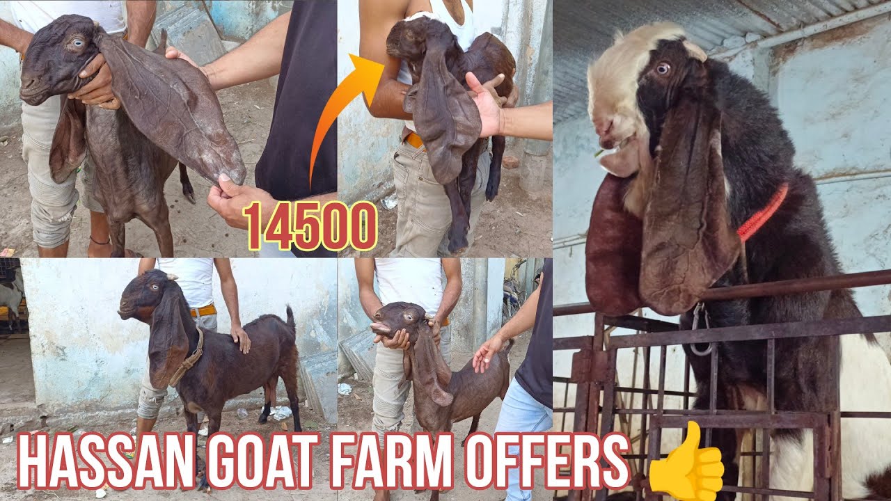 Hassan goat farm Hyderabad goat Breadline female male sale ...