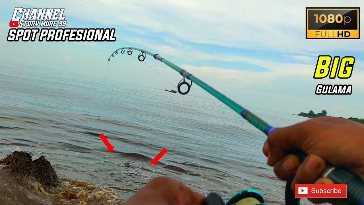 MANCING IKAN GULAMA, DI SATU TEMPAT RATUSAN IKAN GULAMA BERKUMPUL🔥# ...