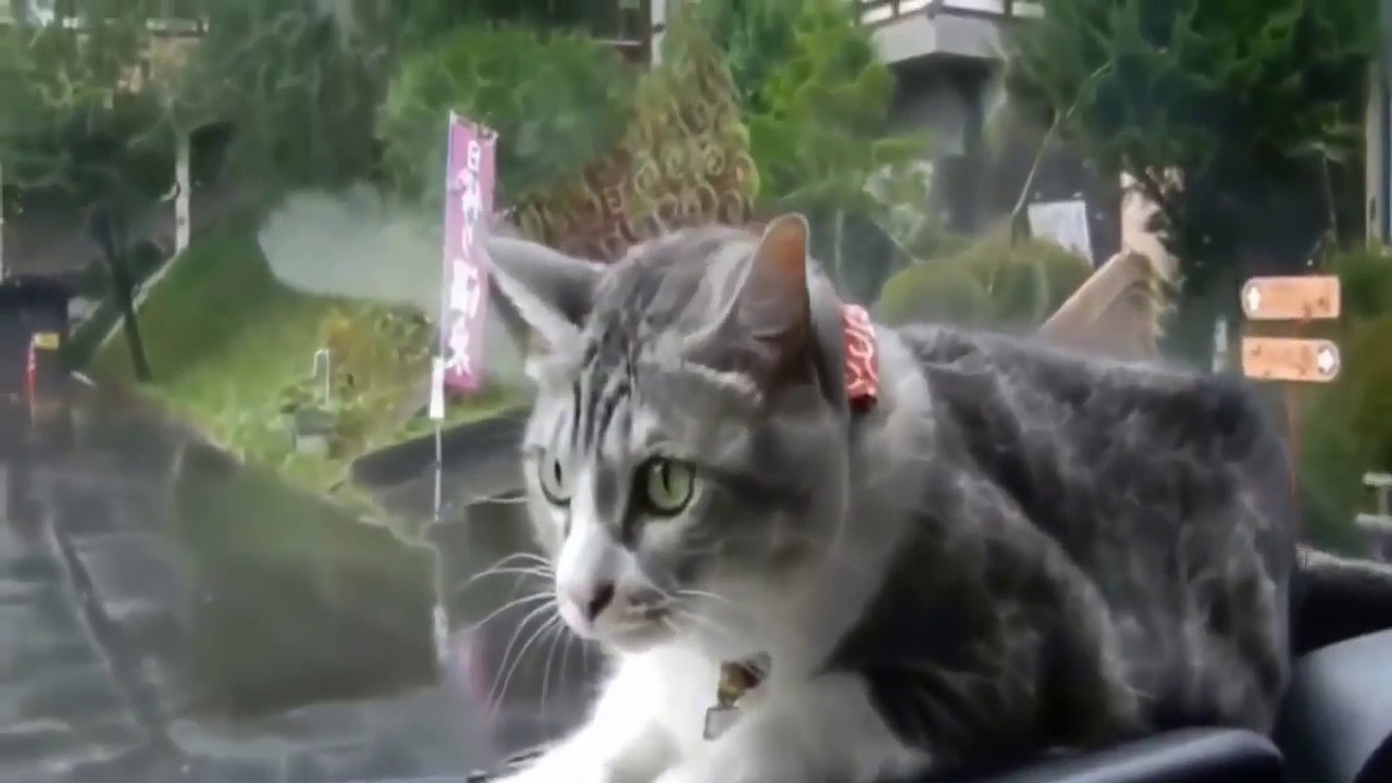 komik hayvanlar,komik kediler,funny animals,pets paws,animals video,too ...
