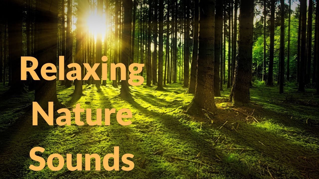 Nature Sounds Relaxing | Soothing Sounds of the Wild | Connect with ...