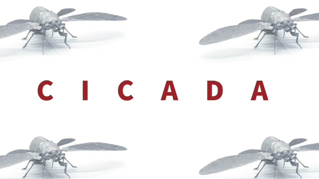 Cicada - YouTube