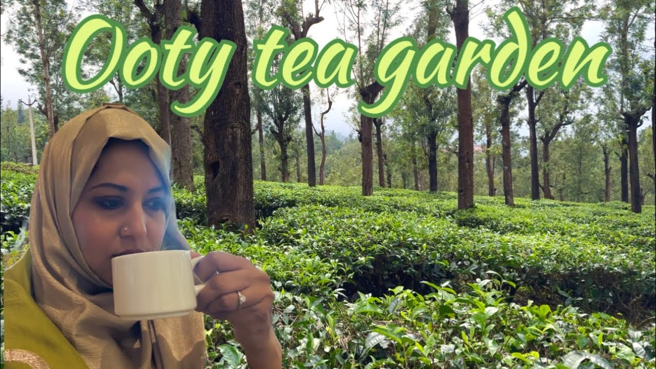 “Ooty Tea Garden Tour | Refreshing Travel Vlog | Lazzate Nawabi” - YouTube