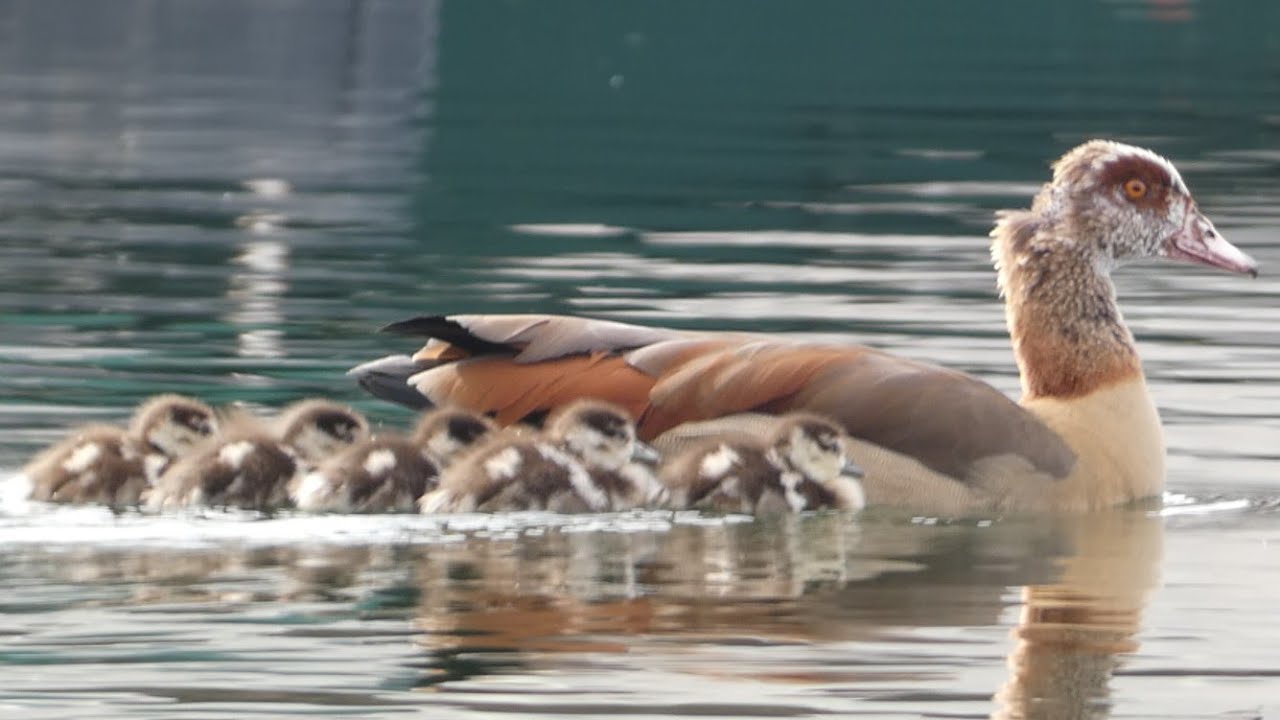 Eyqptian goose with 6 Chicks / Nilgans mit 6 Küken Strandbad Blies ...