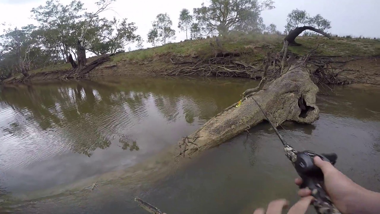 Creek Murray Cod Fishing! - YouTube