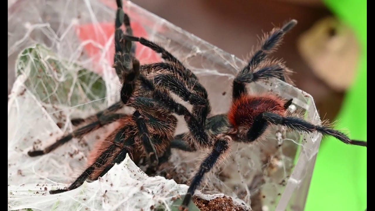 Dolichothele diamantinensis (Brazilian Blue Dwarf Beauty Tarantula ...